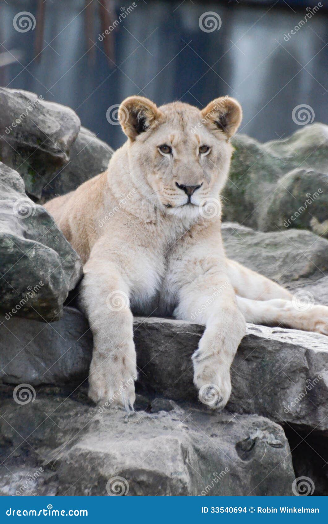 Lion cub on rocks stock photo. Image of lioness, resting - 33540694
