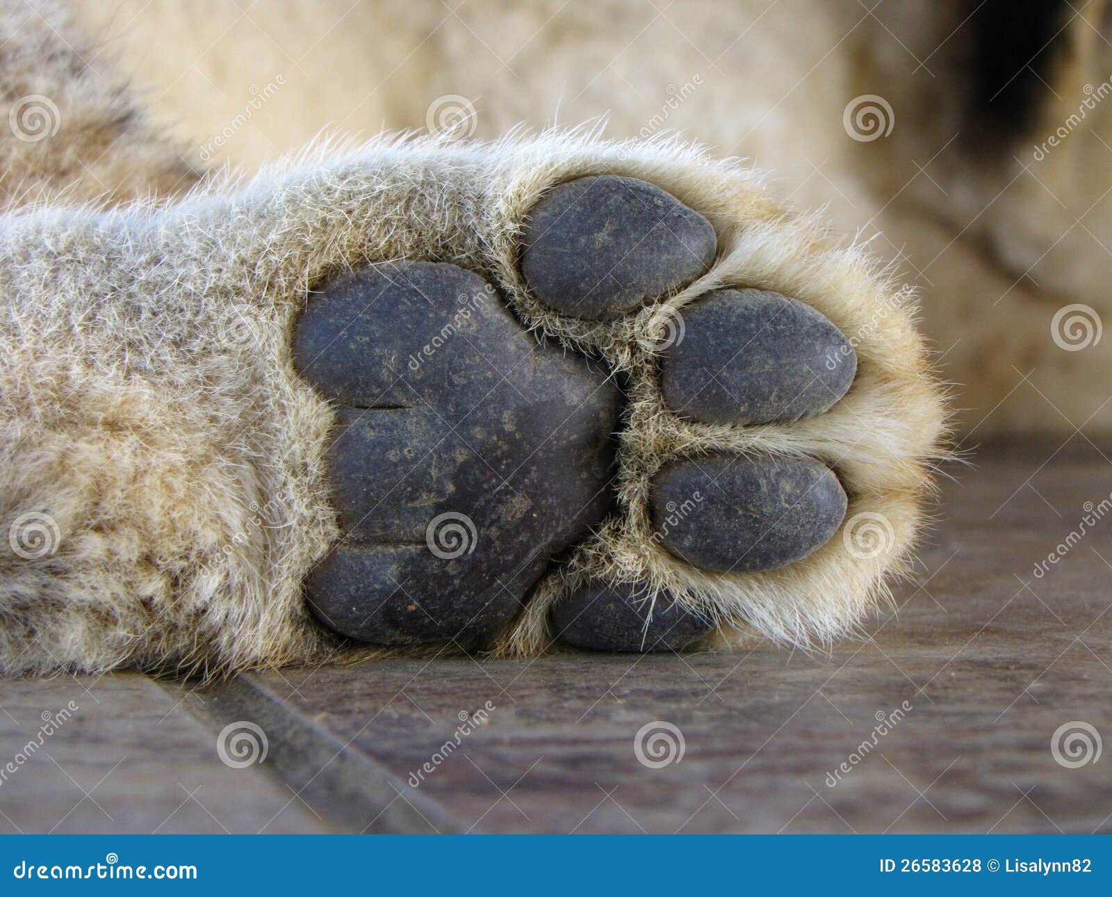 Lion Cub s Paw stock photo. Image of sleep, south, baby - 26583628