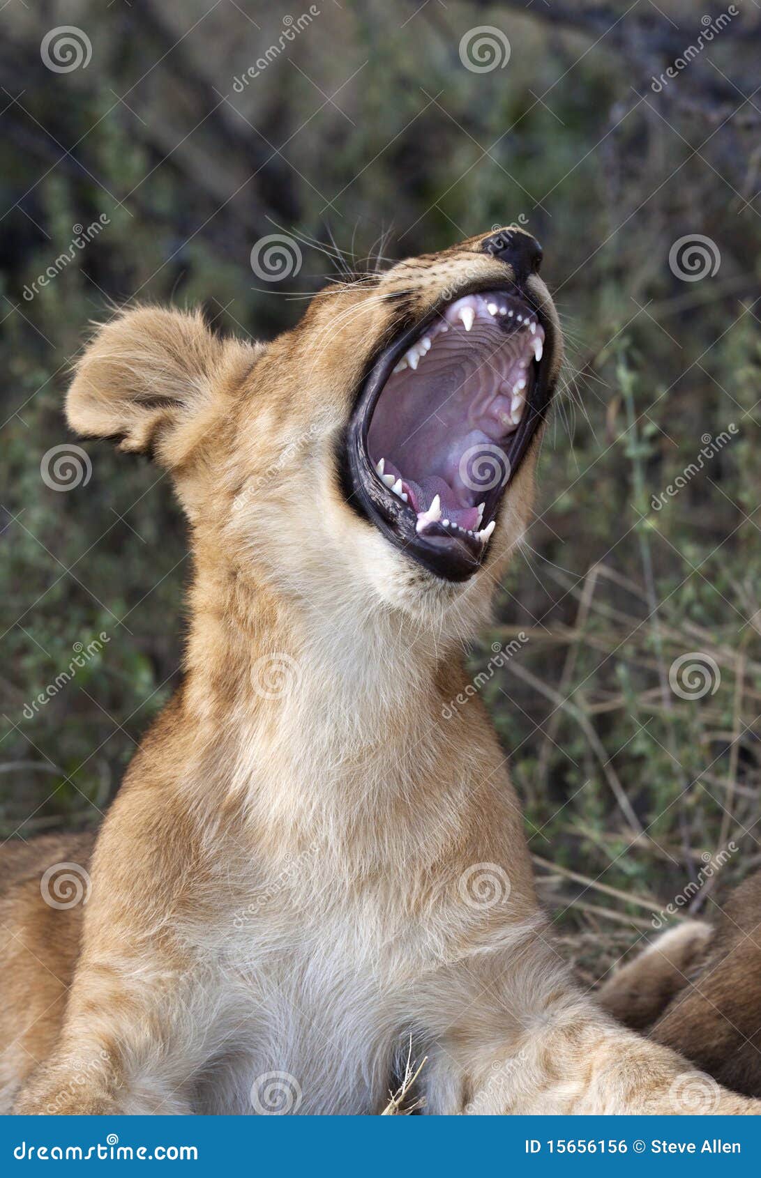 Lion Cub - Savuti - Botswana Stock Photo - Image of teeth, roaring ...