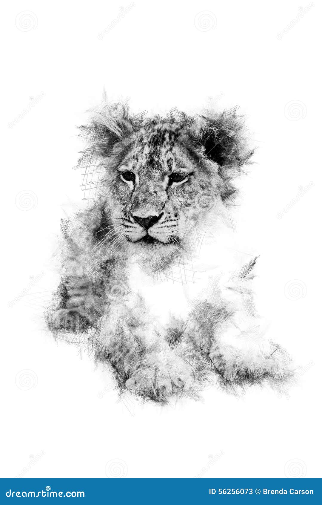Lion Cub Scratch stock illustration. Illustration of animal - 56256073