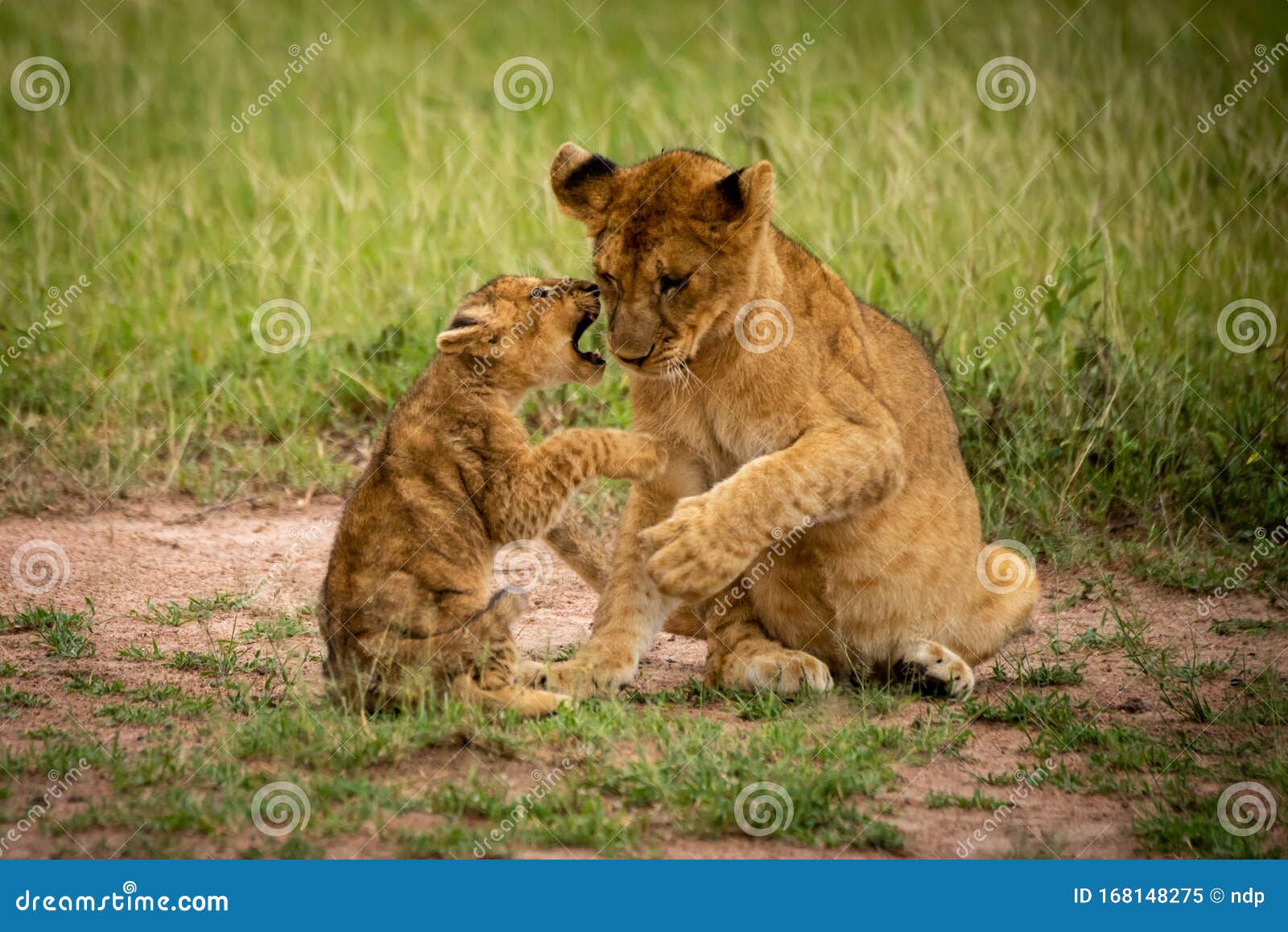 Lion Cub Sits Baring Teeth at Another Stock Image - Image of exterior ...