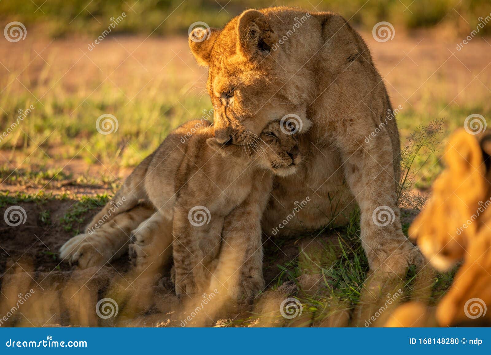 Lion Cub Sits Biting Head of Another Stock Photo - Image of feline ...