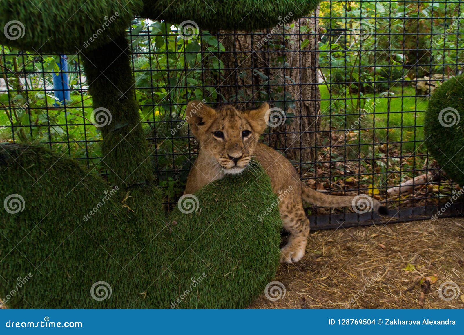 Lion cub stock photo. Image of feline, close, hunter - 128769504