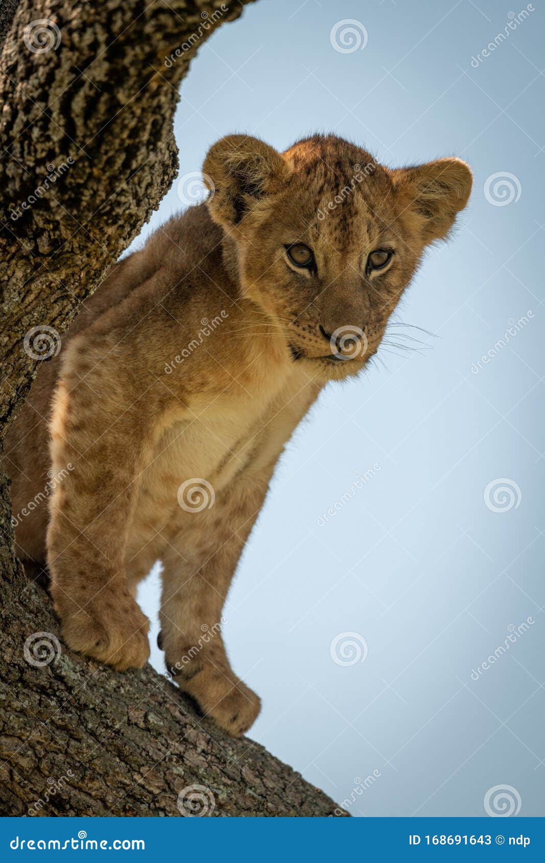 Lion Cub Sits Looking Down from Branch Stock Image - Image of cubs ...