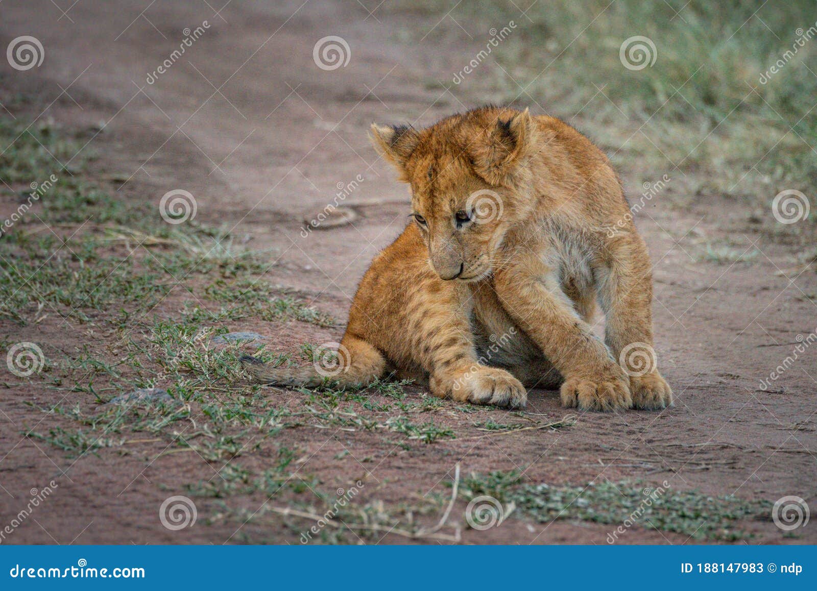 Lion Cub Sits Looking Down at Track Stock Image - Image of mammal ...