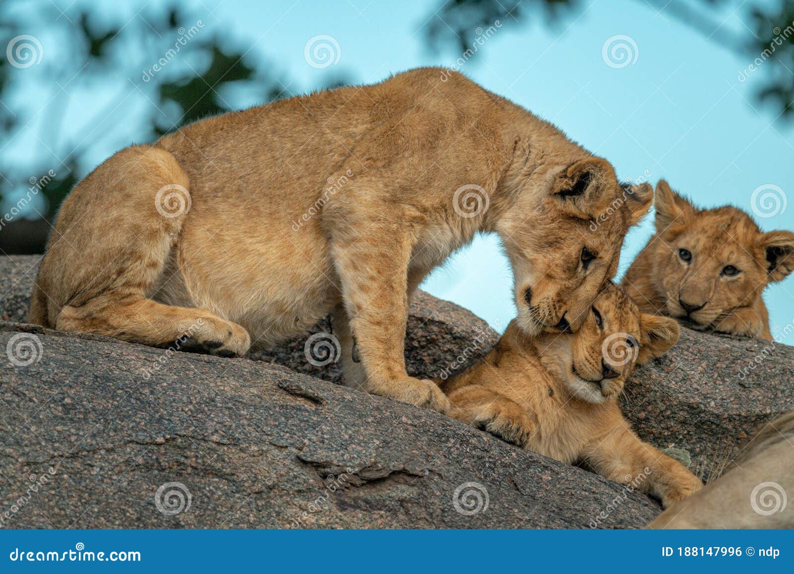 Lion Cub Sits Nuzzling Another on Rock Stock Photo - Image of serengeti ...