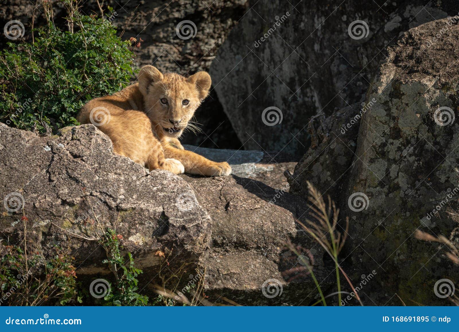 Lion Cub Sits in Rocks Watching Camera Stock Image - Image of rocks ...