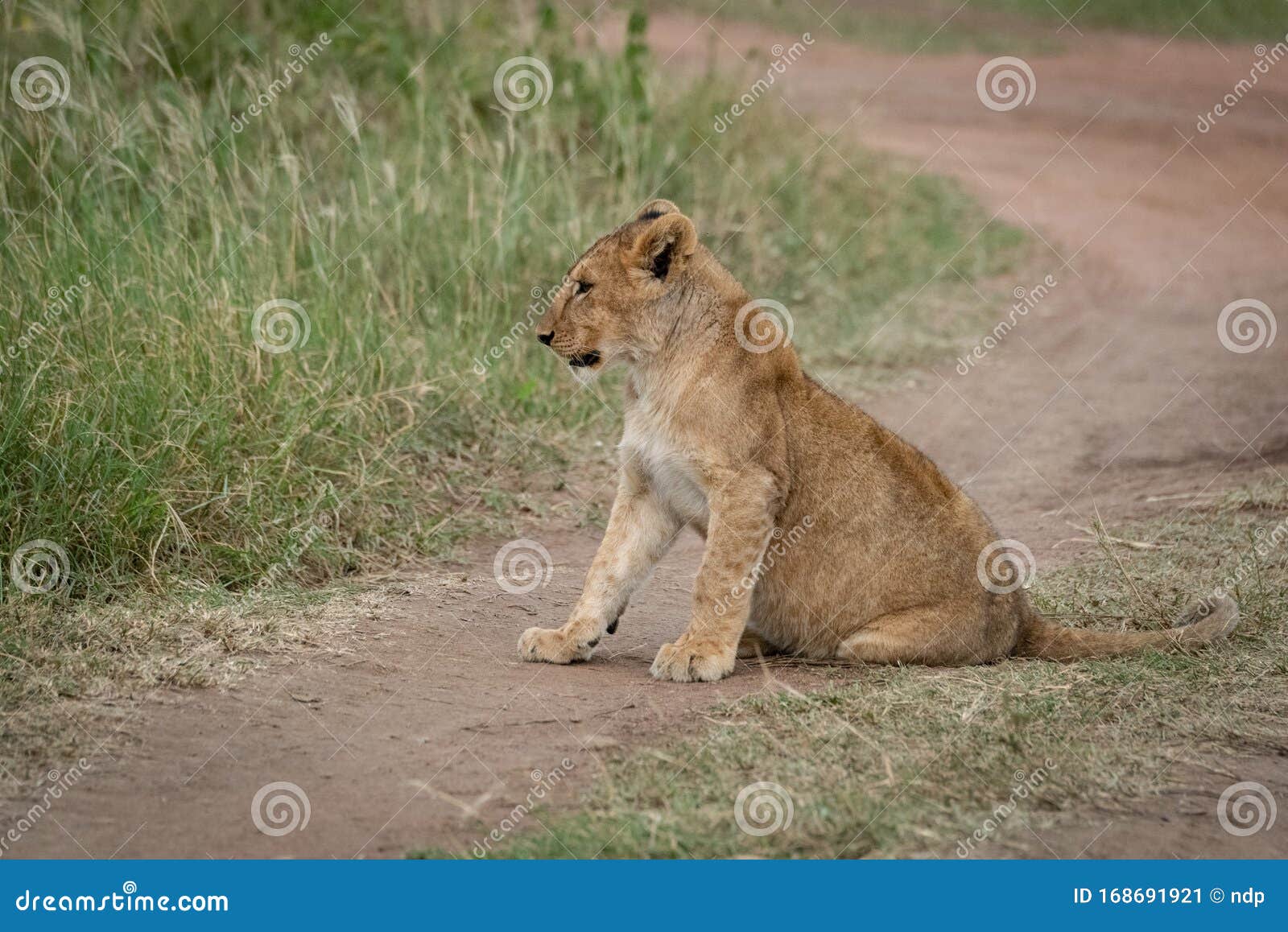 Lion Cub Sits on Track Facing Left Stock Image - Image of family, cubs ...