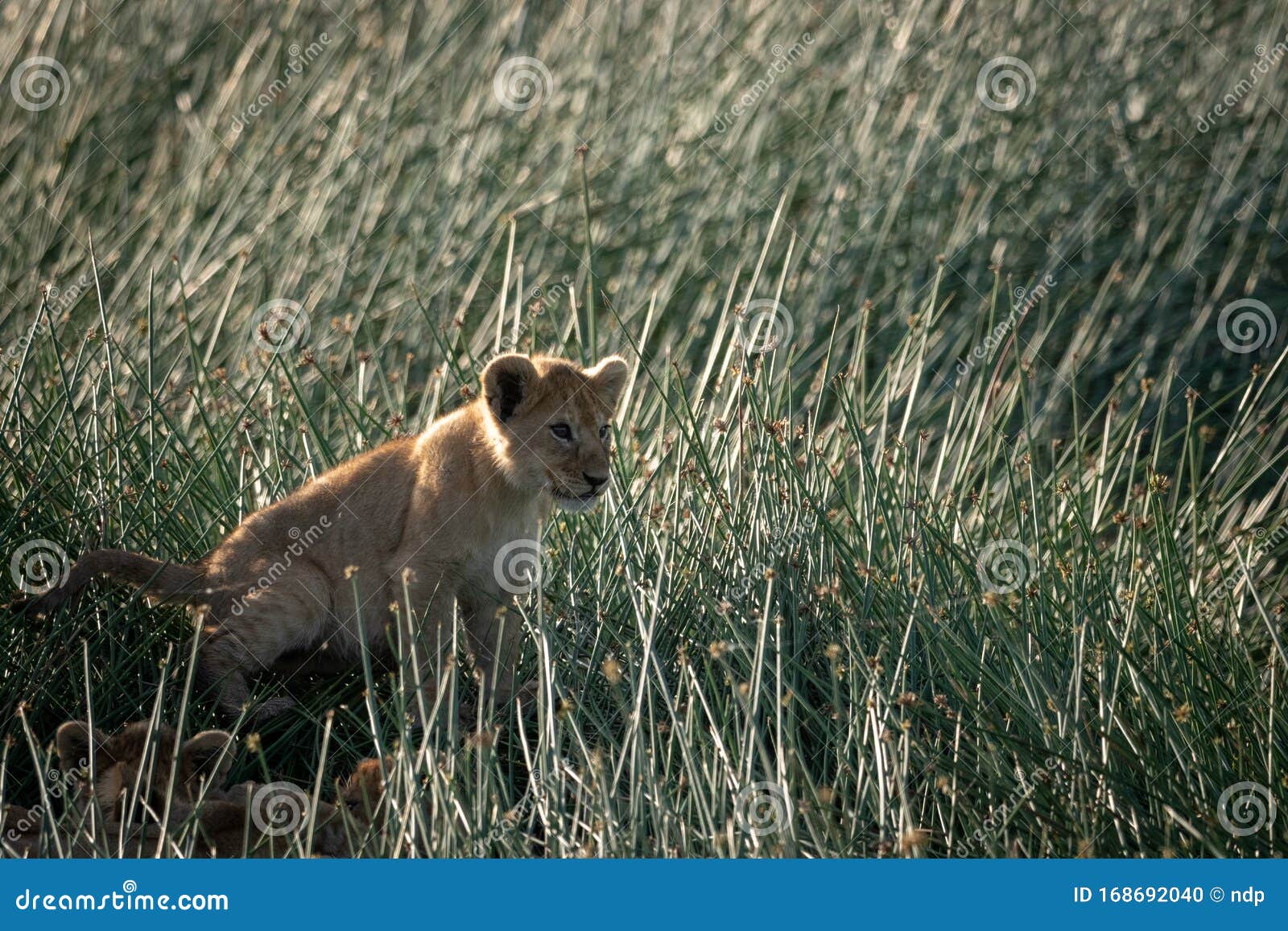 Lion Cub Sits Watchfully in Marsh Grass Stock Photo - Image of predator ...