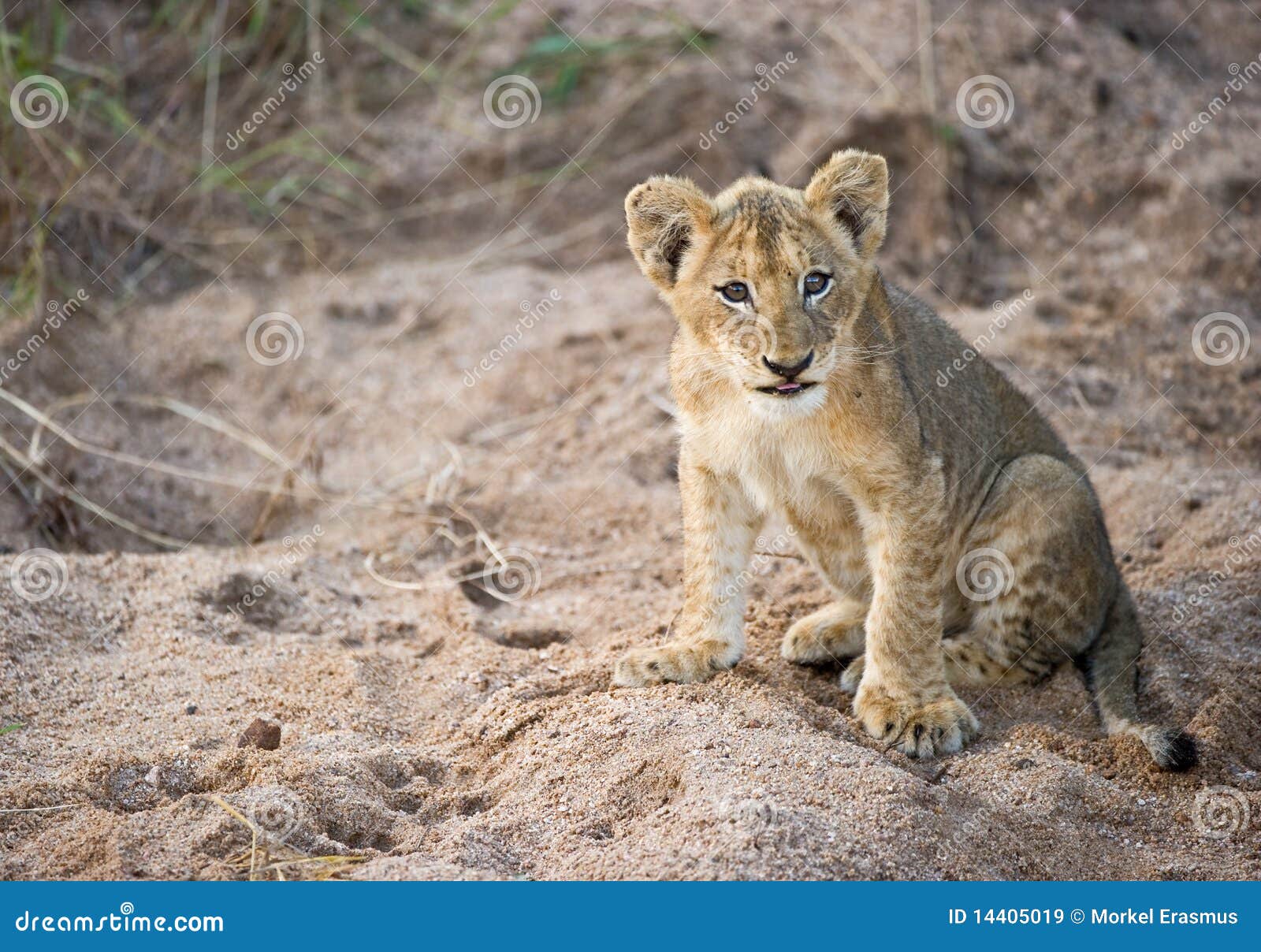 Lion Cub Sitting Alert in the Wild Stock Image - Image of mane, lying ...