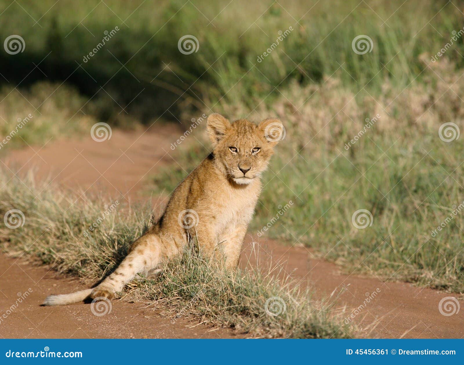 Lion cub sitting stock image. Image of gold, ground, comfortable - 45456361