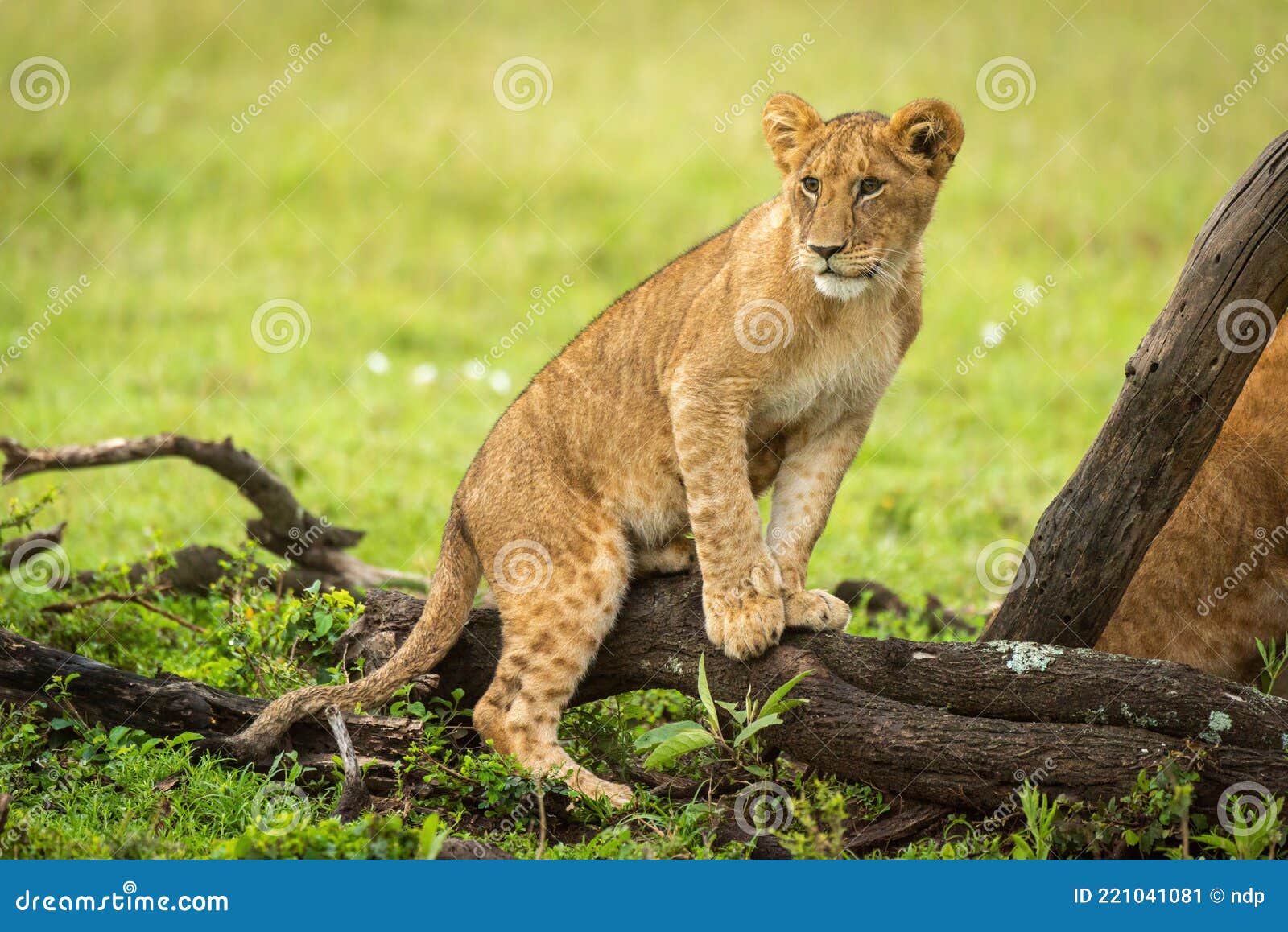 Lion Cub Sitting on Log in Grassland Stock Image - Image of kenya ...