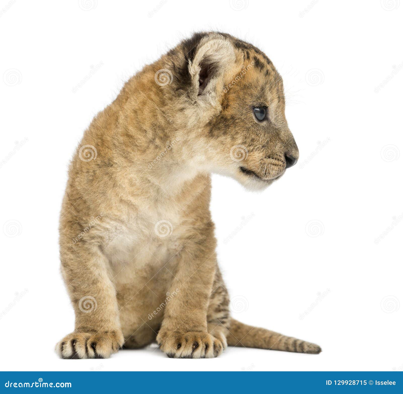 Lion Cub Sitting, Looking Away, 16 Days Old, Isolated Stock Image ...
