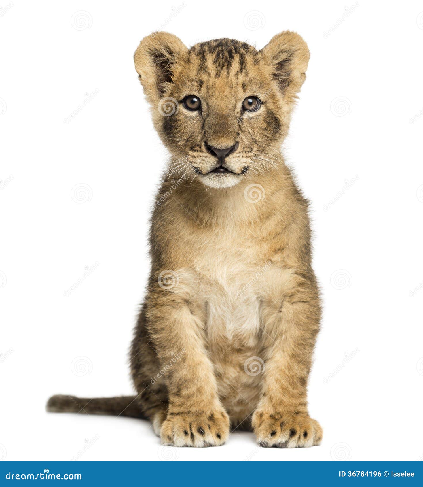 Lion Cub Sitting, Looking at the Camera, 10 Weeks Old, Isolated Stock ...
