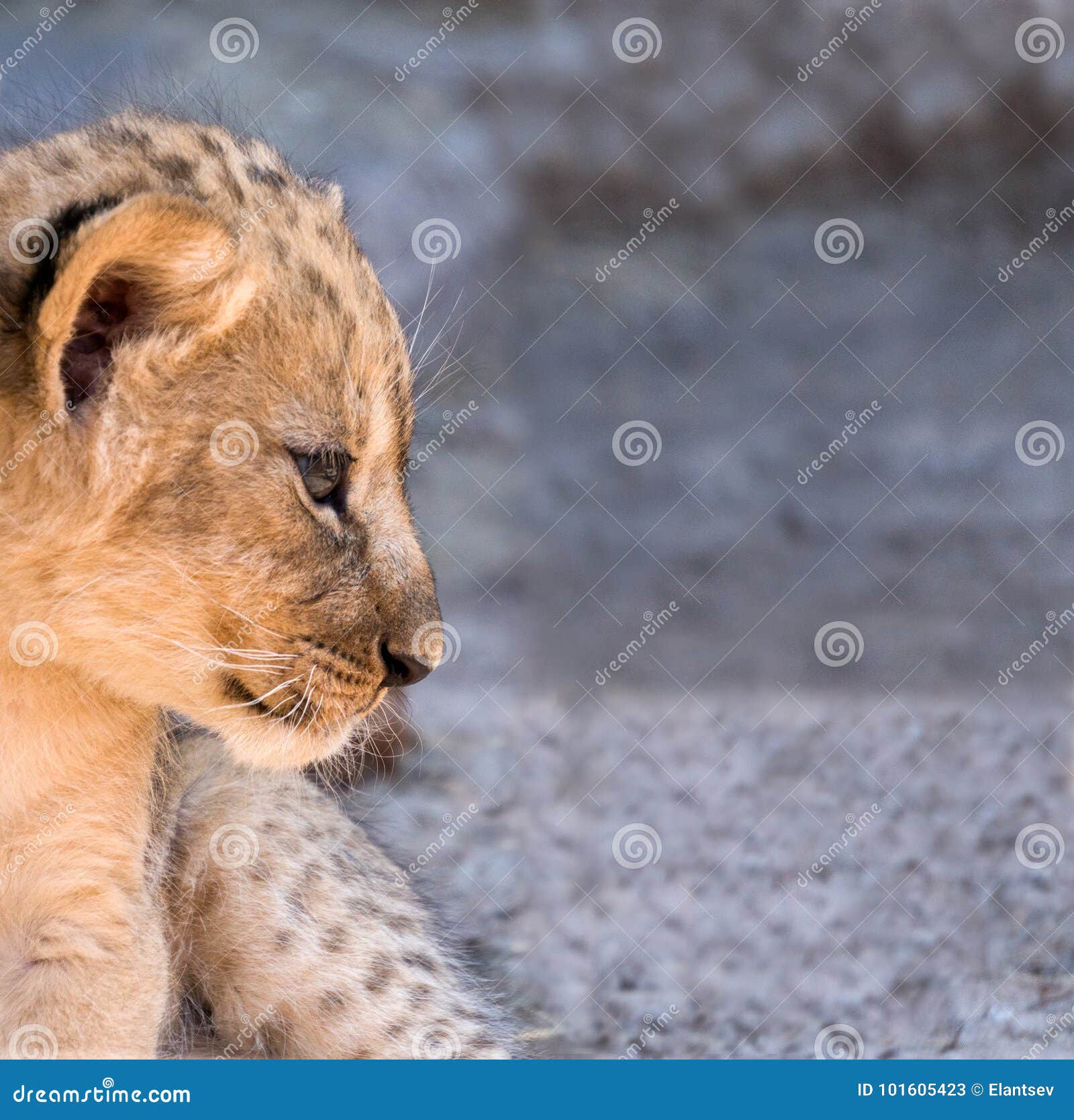 Lion Cub Sitting and Pawing Up Stock Image - Image of wildlife, brown ...