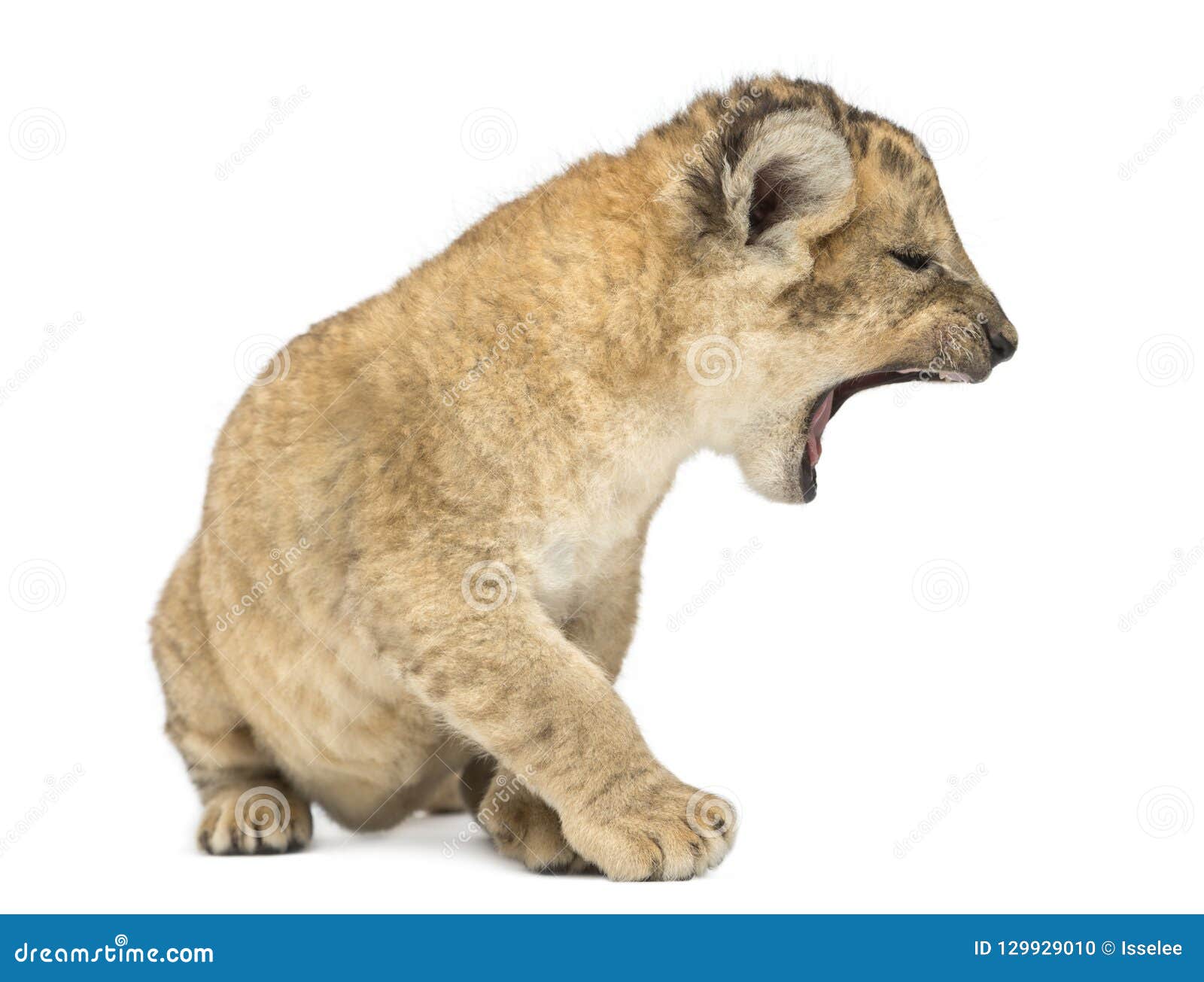 Lion Cub, Sitting and Roaring, Isolated Stock Photo - Image of shot ...