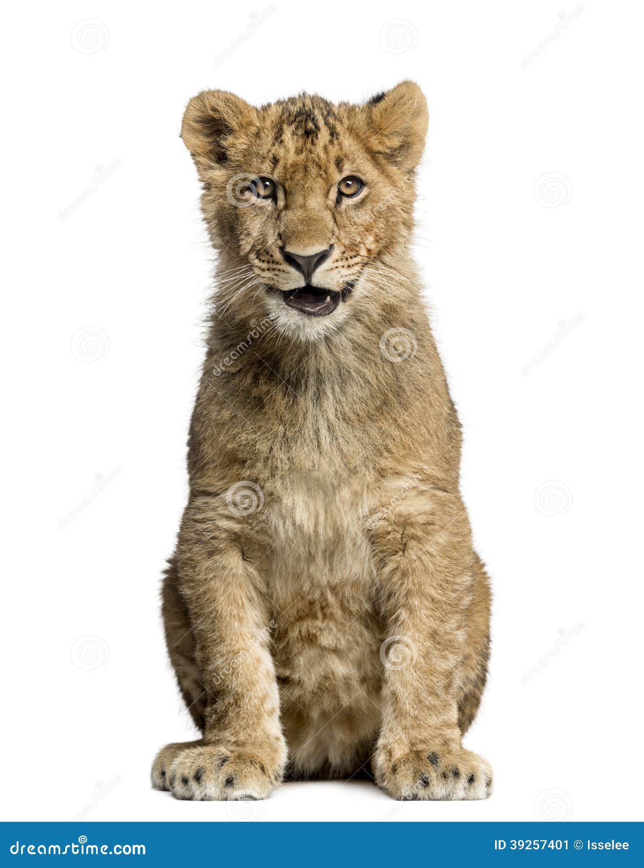 Lion Cub Sitting,smiling and Looking at the Camera Stock Image - Image ...