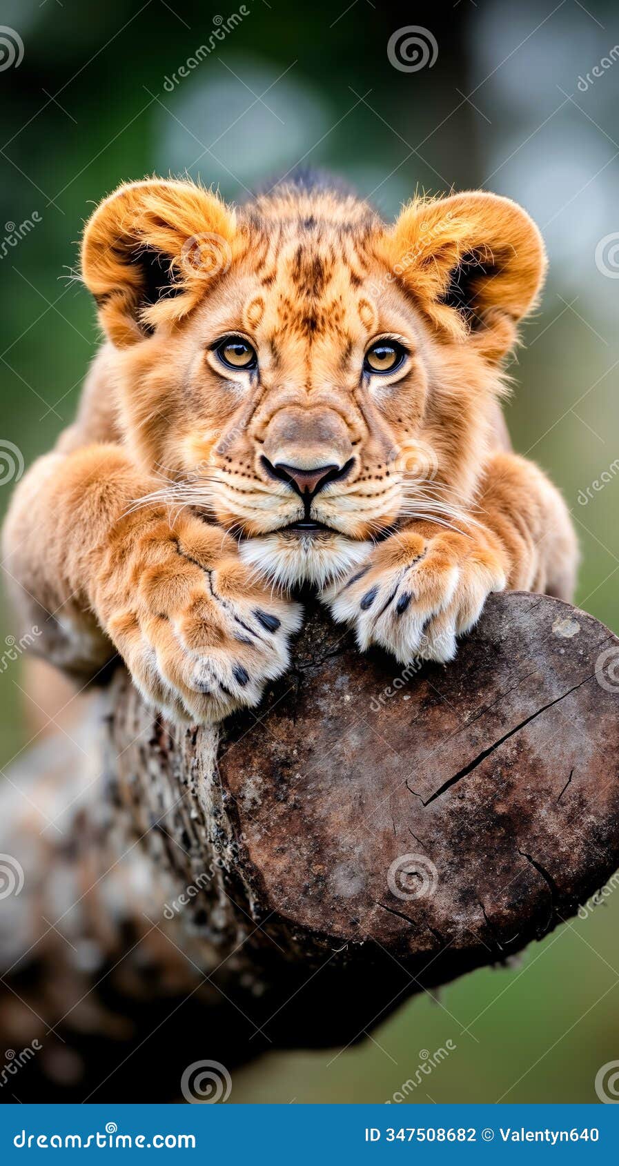 A Lion Cub is Sitting on a Tree Branch Stock Photo - Image of feline ...