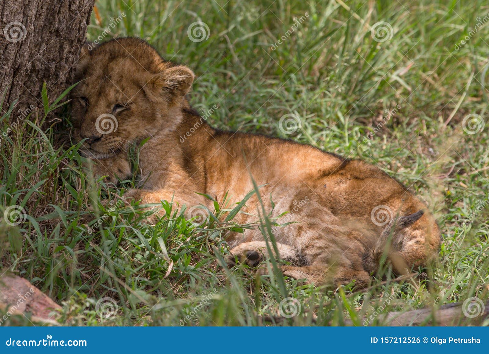 Lion Cub Sleeps Under a Tree Stock Photo - Image of predator, grass ...