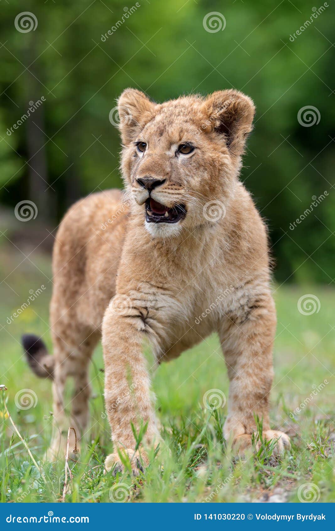 Lion cub in spring time stock photo. Image of lioness - 141030220
