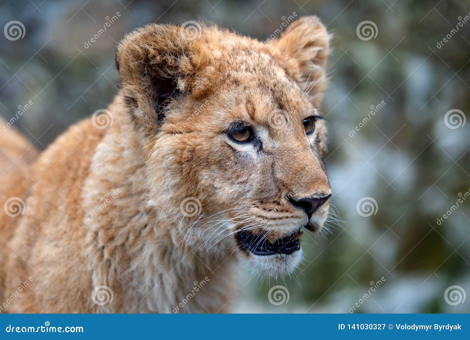 Lion cub in spring time stock image. Image of portrait - 141030327