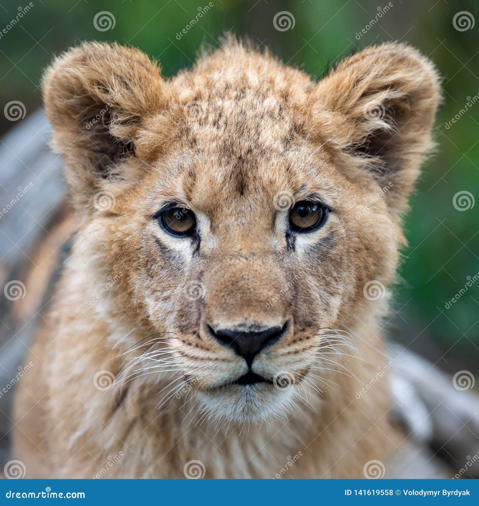 Lion cub in spring time stock photo. Image of feline - 141619558