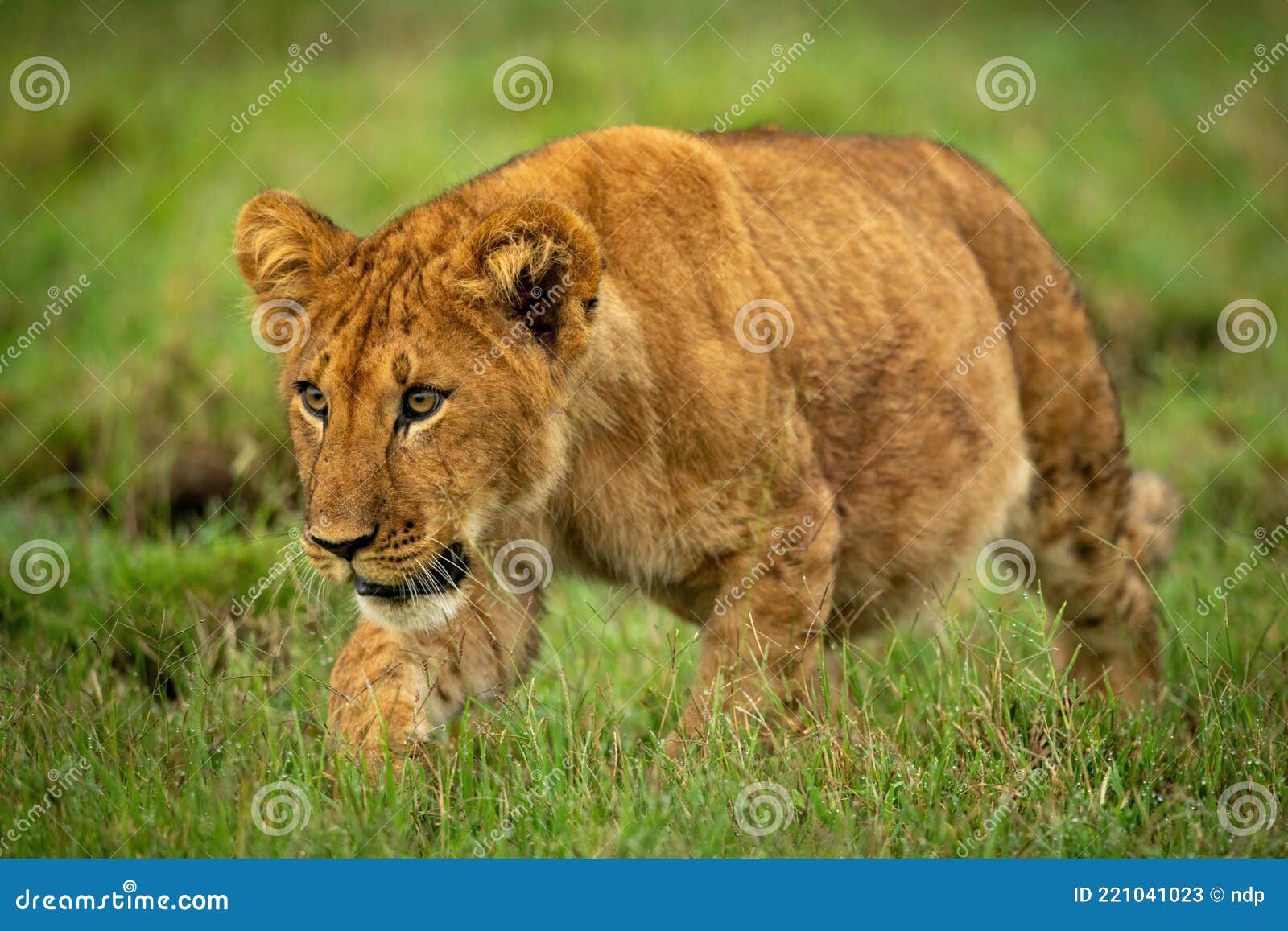 Lion Cub Stalks through Grass Staring Ahead Stock Image - Image of ...