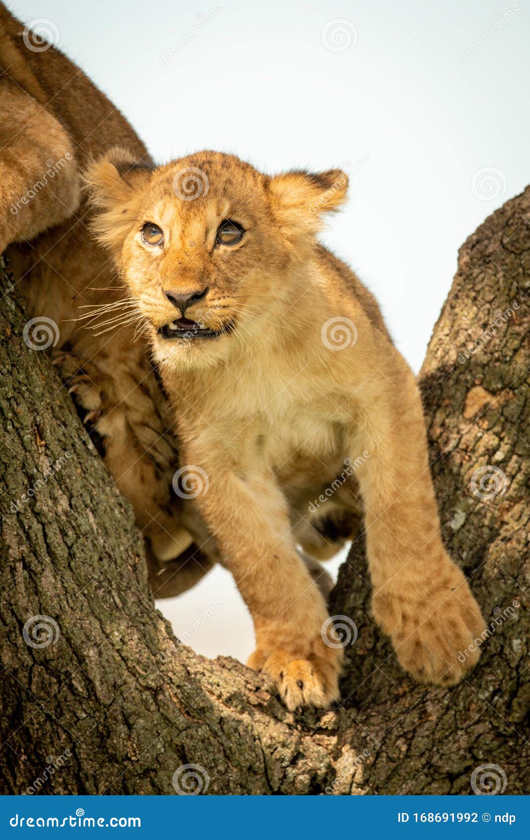Lion Cub Stands beside Another in Tree Stock Photo - Image of nature ...