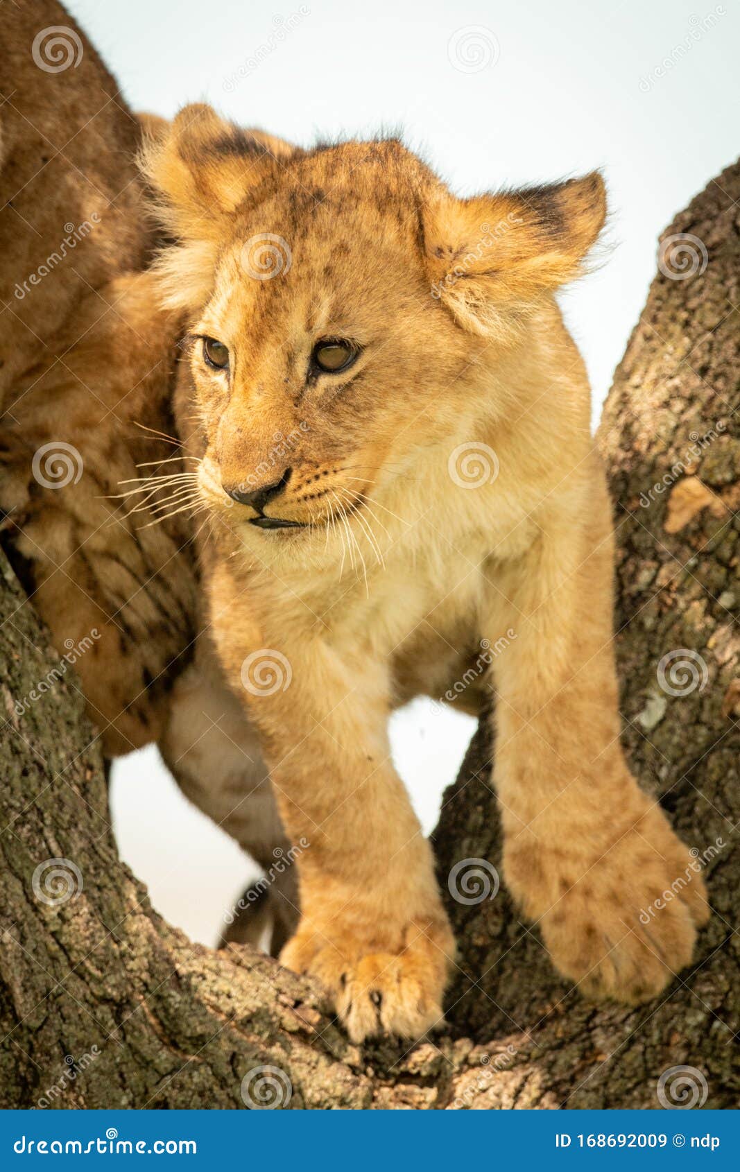 Lion Cub Stands by Another in Tree Stock Image - Image of outside, cubs ...