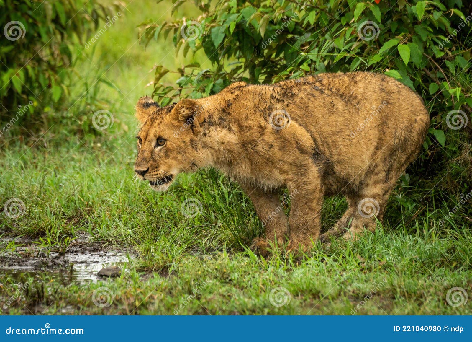 Lion Cub Stands by Bushes Staring Left Stock Photo - Image of landscape ...