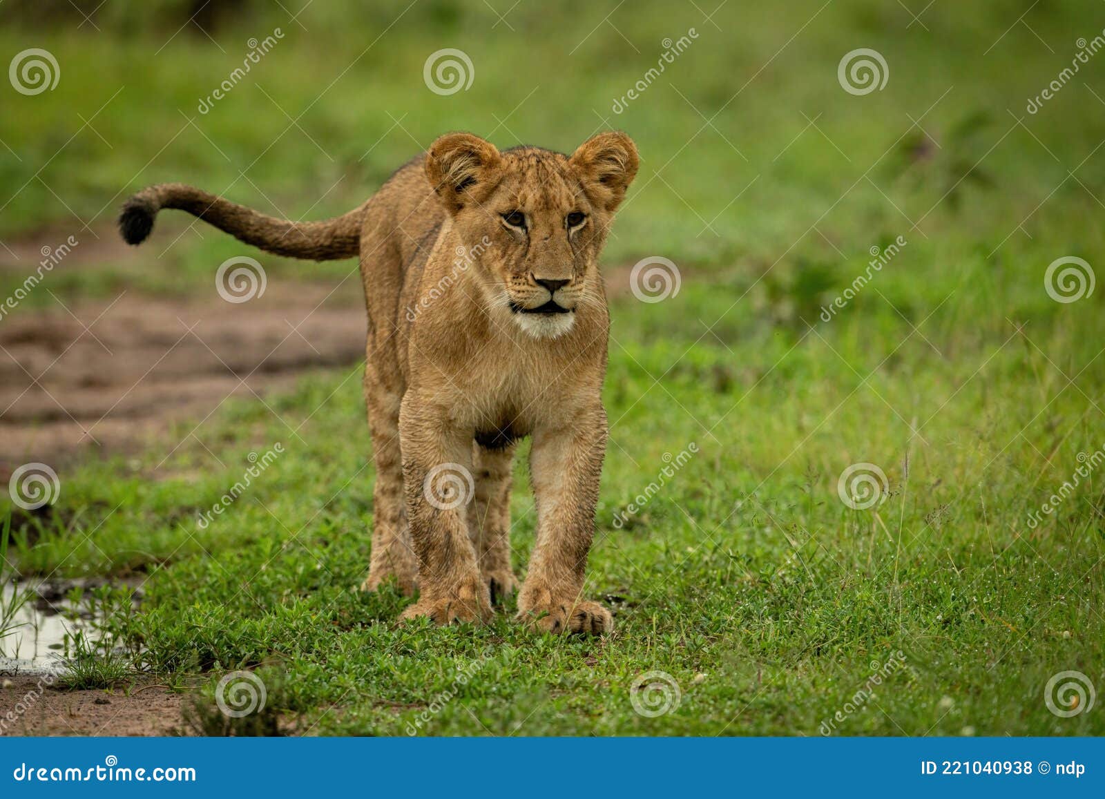 Lion Cub Stands on Grass Flicking Tail Stock Photo - Image of game ...