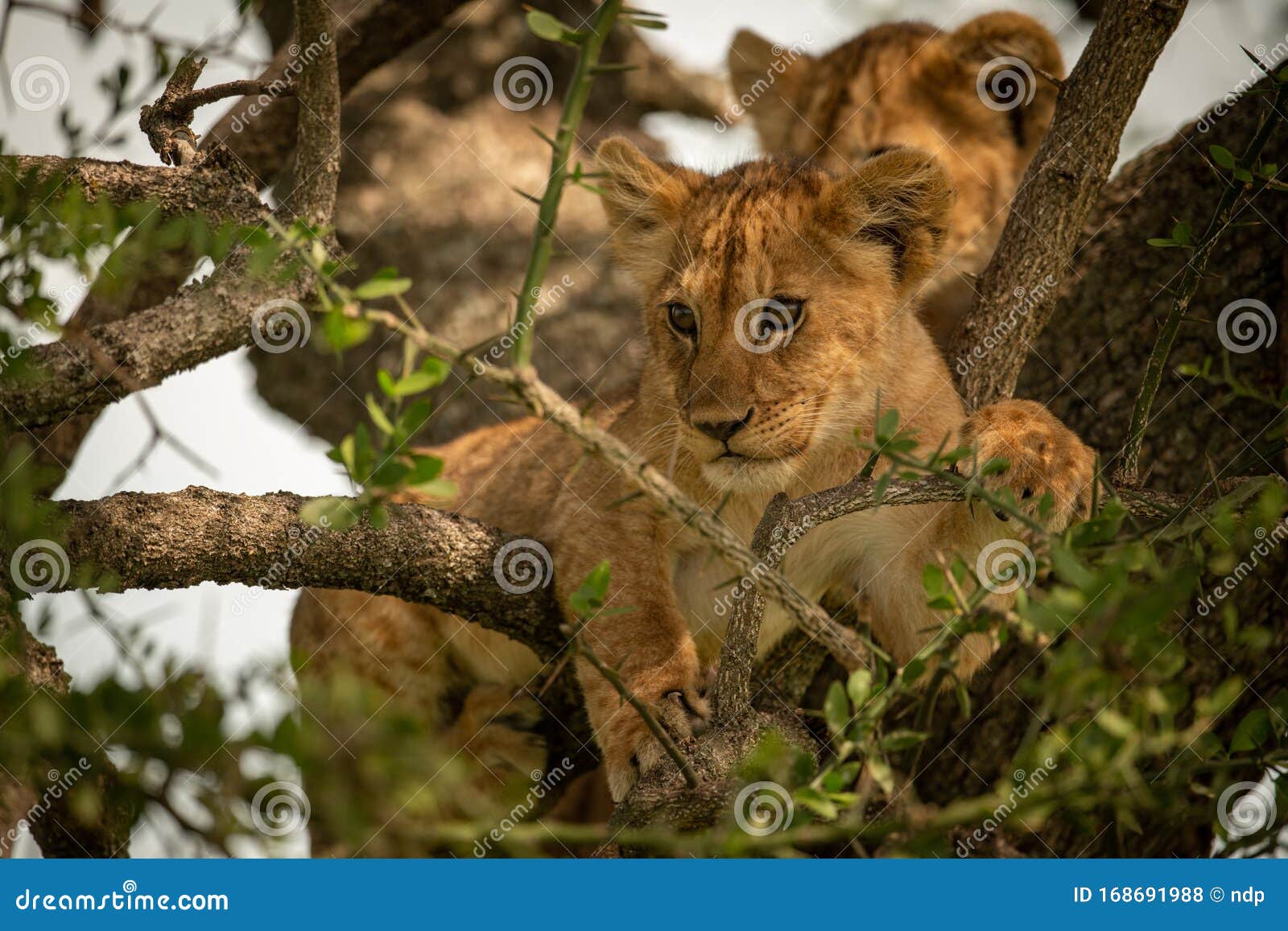 Lion Cub Stands Looking Down from Branch Stock Photo - Image of looking ...