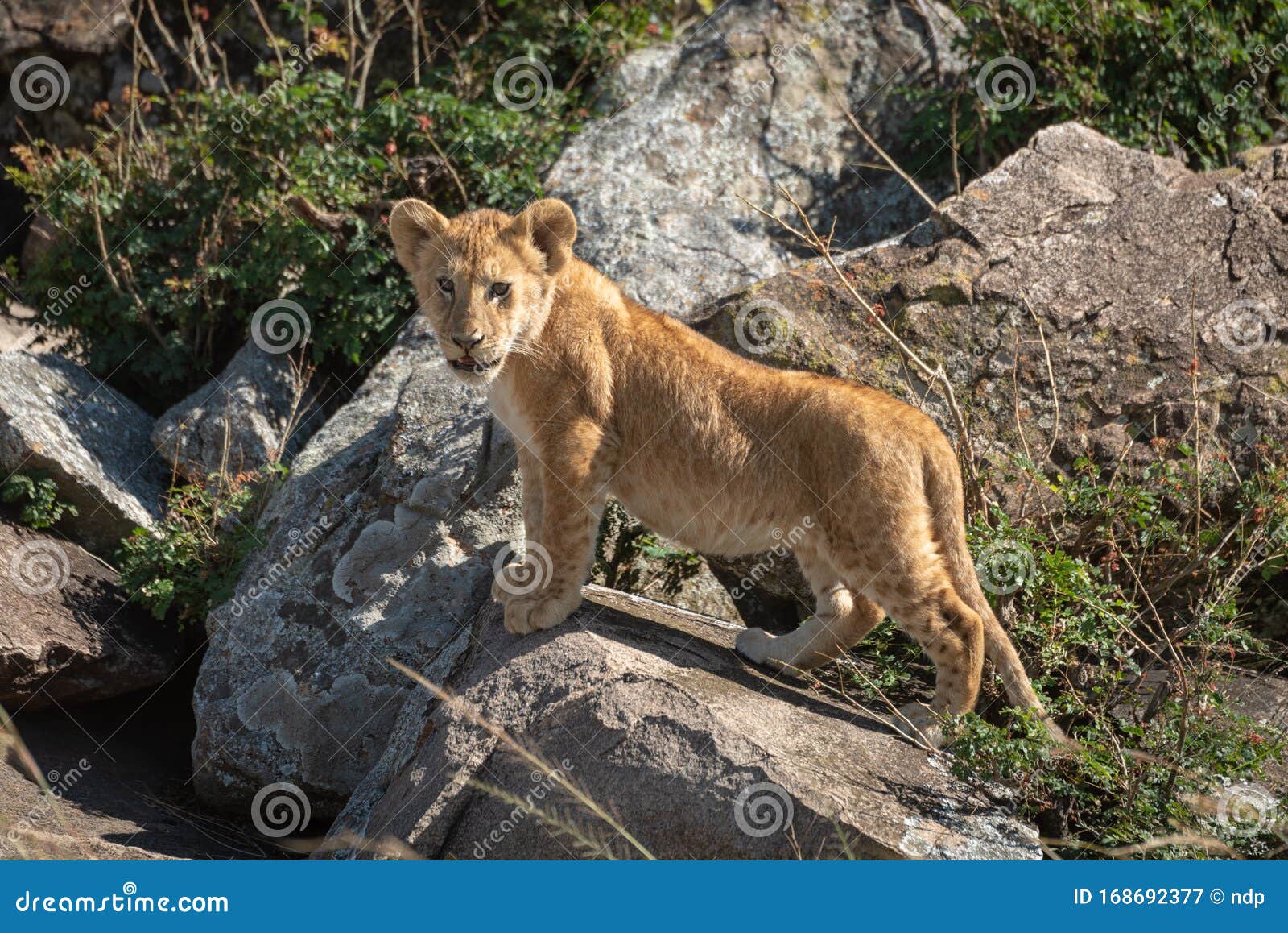 Lion Cub Stands on Rock Looking Down Stock Image - Image of drive ...