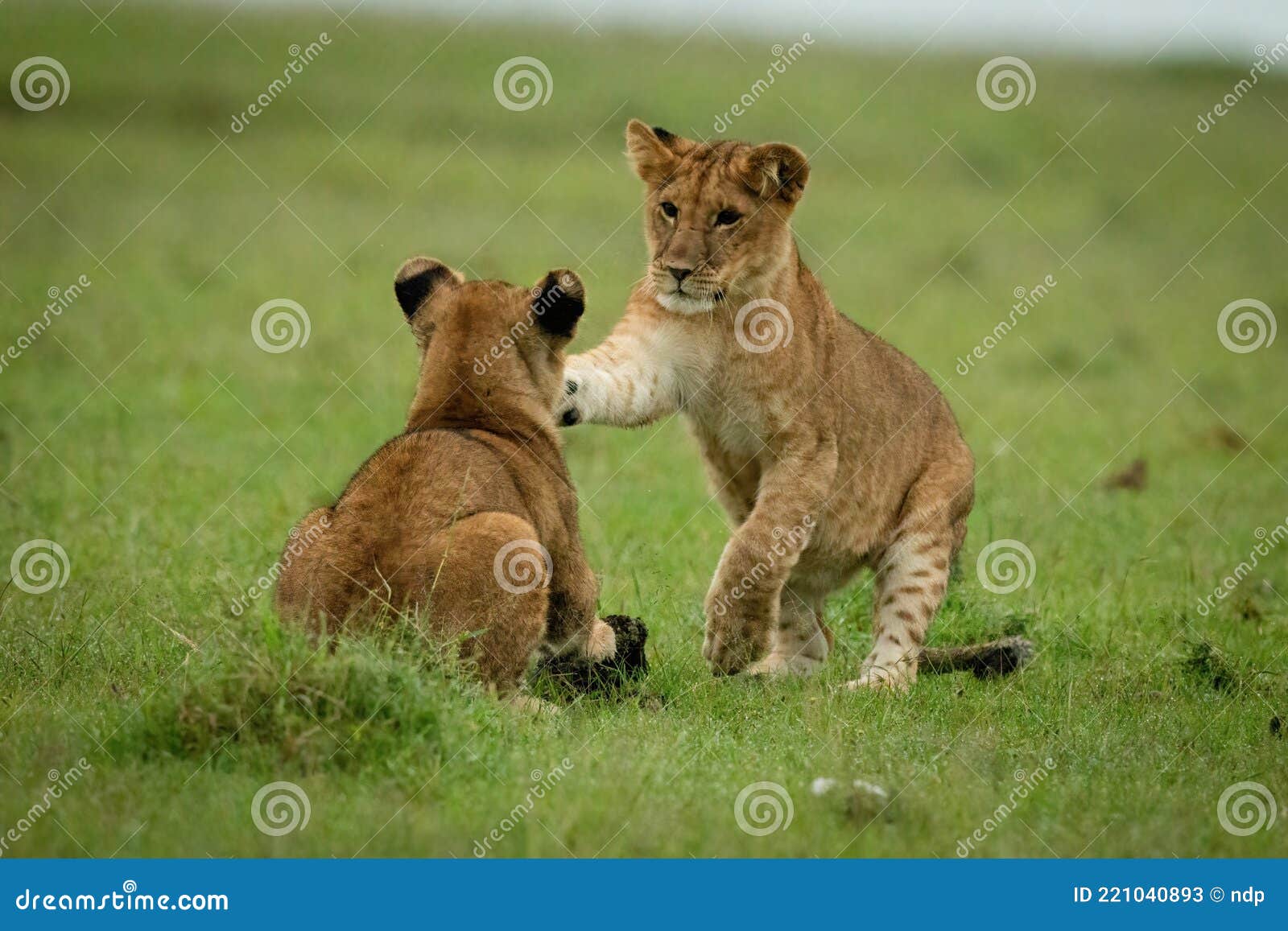 Lion Cub Stands Slapping Another in Grass Stock Image - Image of animal ...