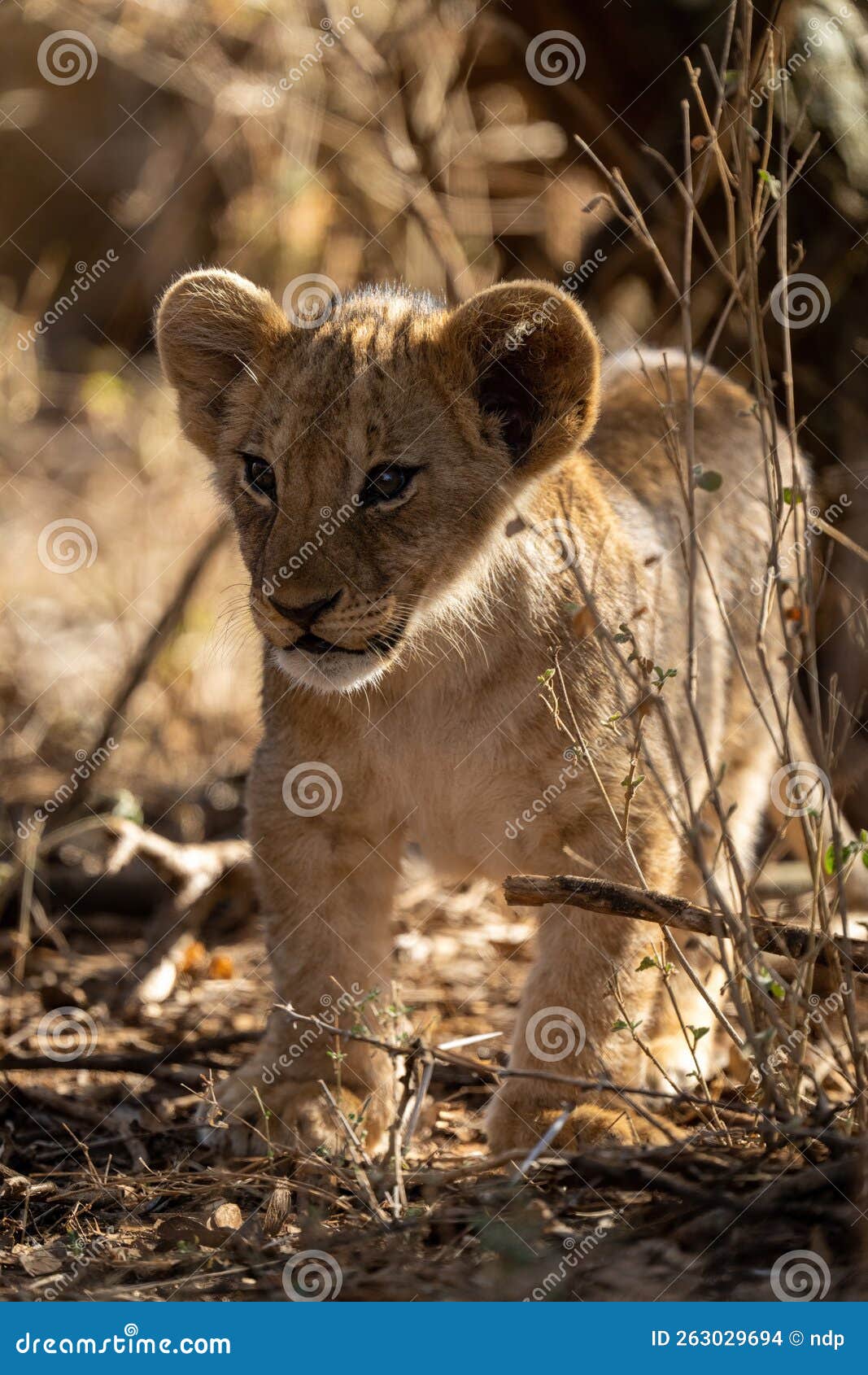 Lion Cub Stands Staring Intently among Bushes Stock Photo - Image of ...