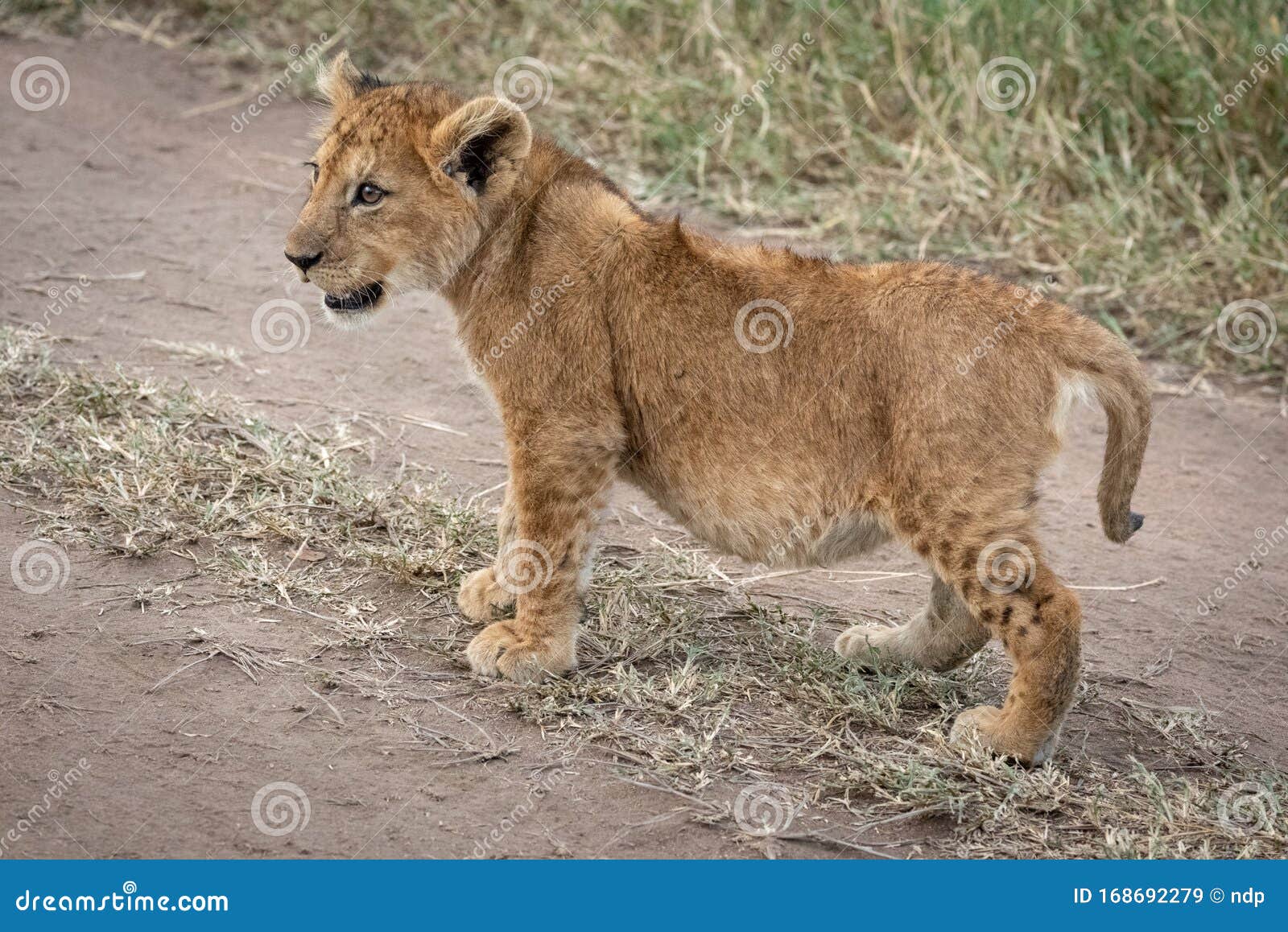 Lion Cub Stands on Track Looking Up Stock Image - Image of grassland ...