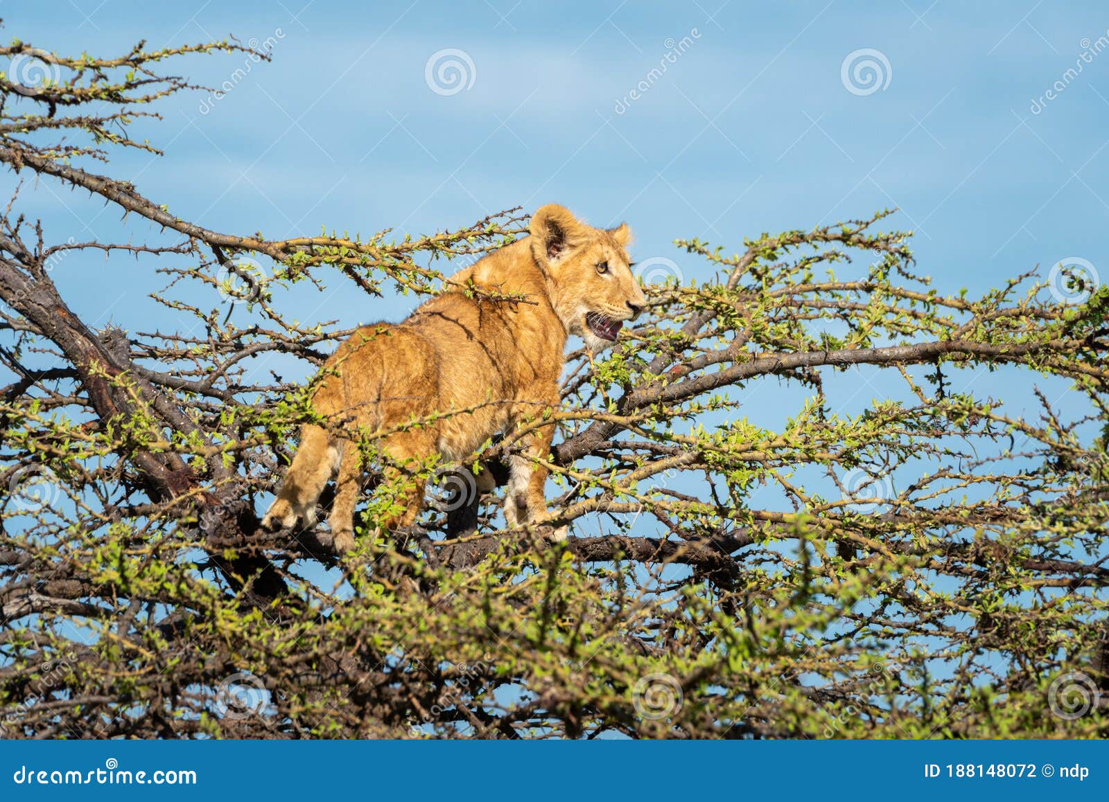 Lion Cub Stands in Tree Looking Right Stock Photo - Image of african ...