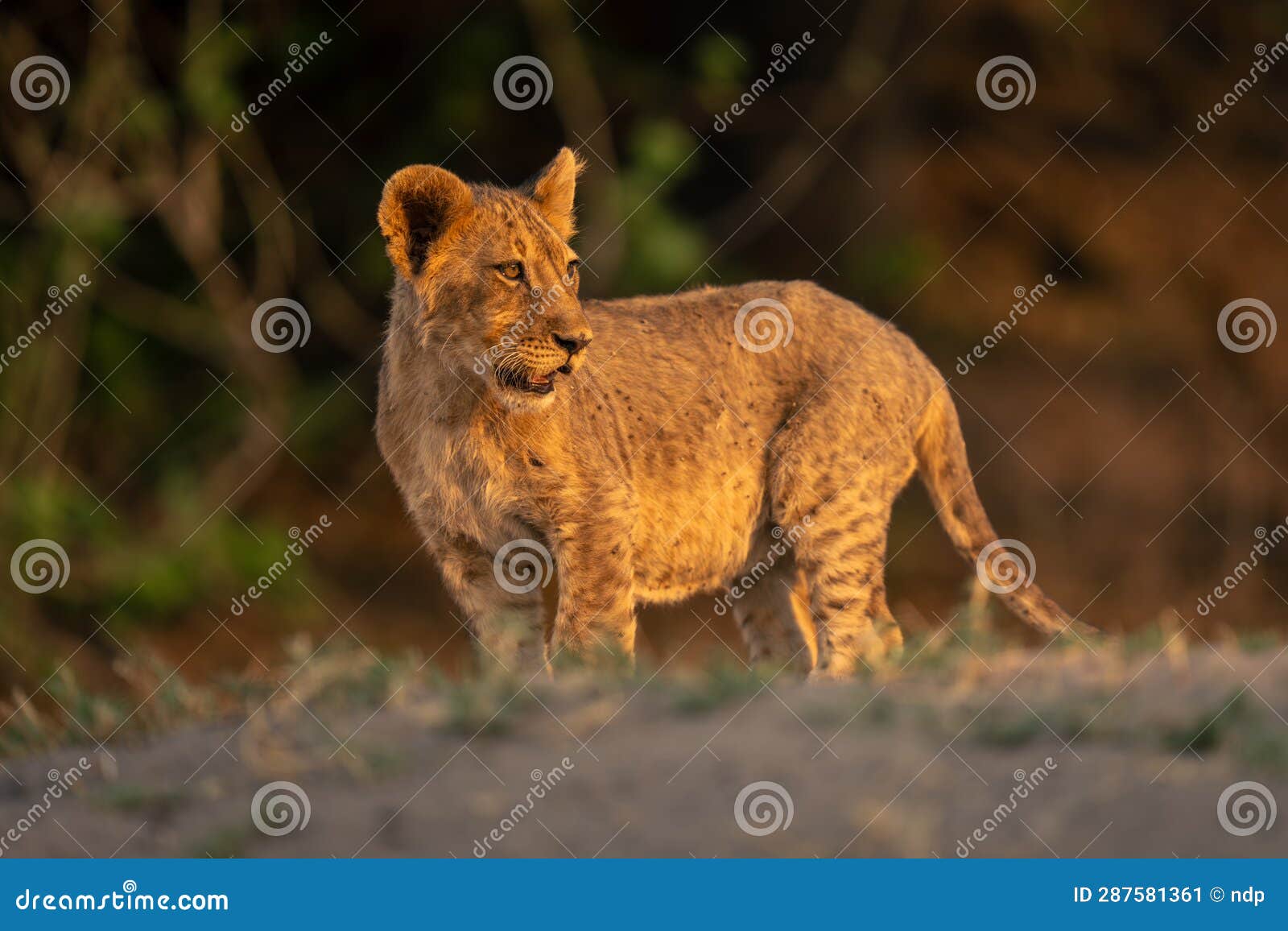 Lion Cub Stands Turning Head with Catchlight Stock Image - Image of ...