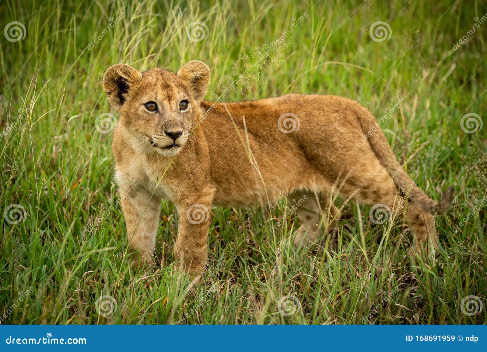 Lion Cub Stands Turning Head in Grass Stock Image - Image of predator ...