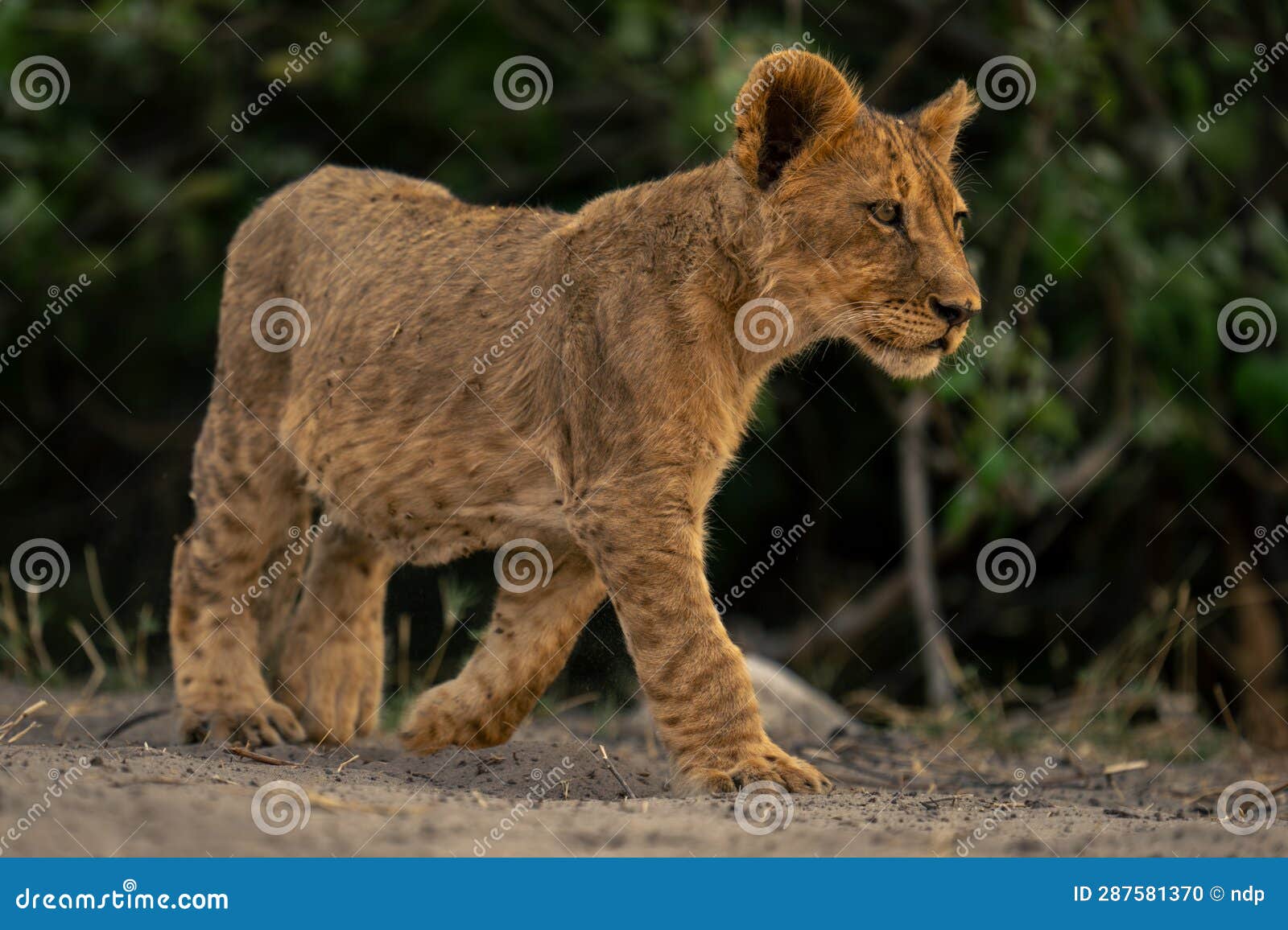 Lion Cub Stands Turning Round on Sand Stock Photo - Image of lodge ...