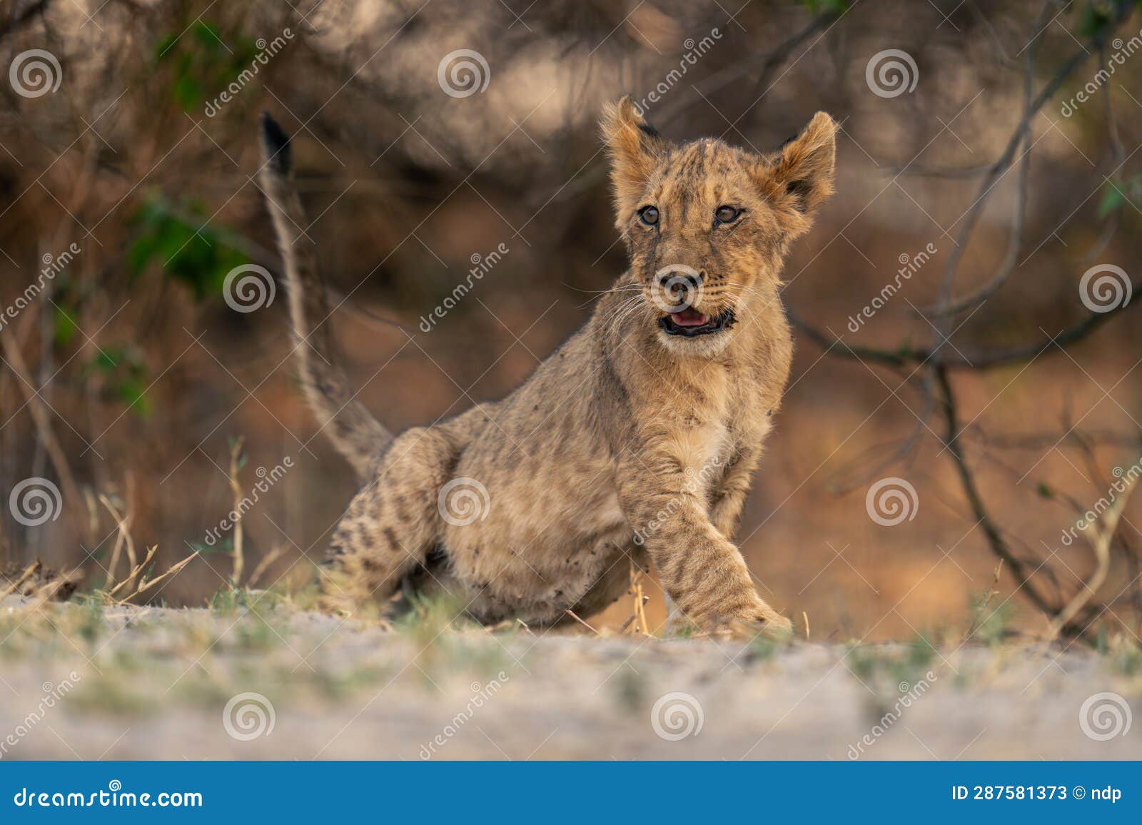 Lion Cub Stands Up on Sandy Ground Stock Image - Image of safari, chobe ...
