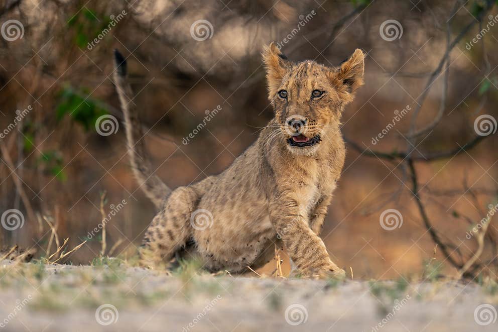Lion Cub Stands Up on Sandy Ground Stock Image - Image of safari, chobe ...