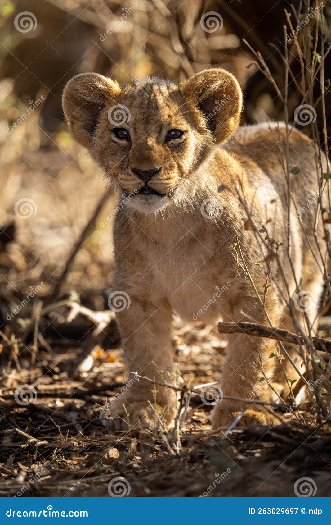 Lion Cub Stands Watching Camera with Catchlights Stock Image - Image of ...
