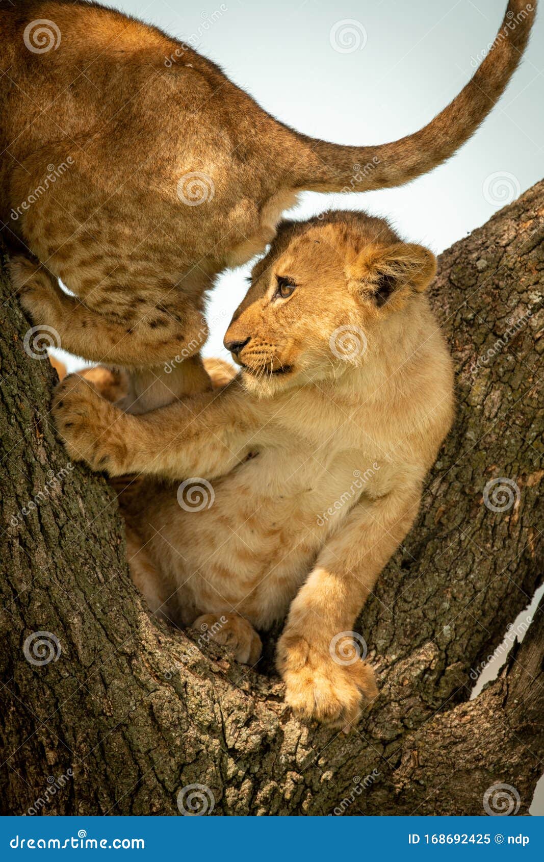 Lion Cub Steps on Another in Tree Stock Image - Image of steps, african ...