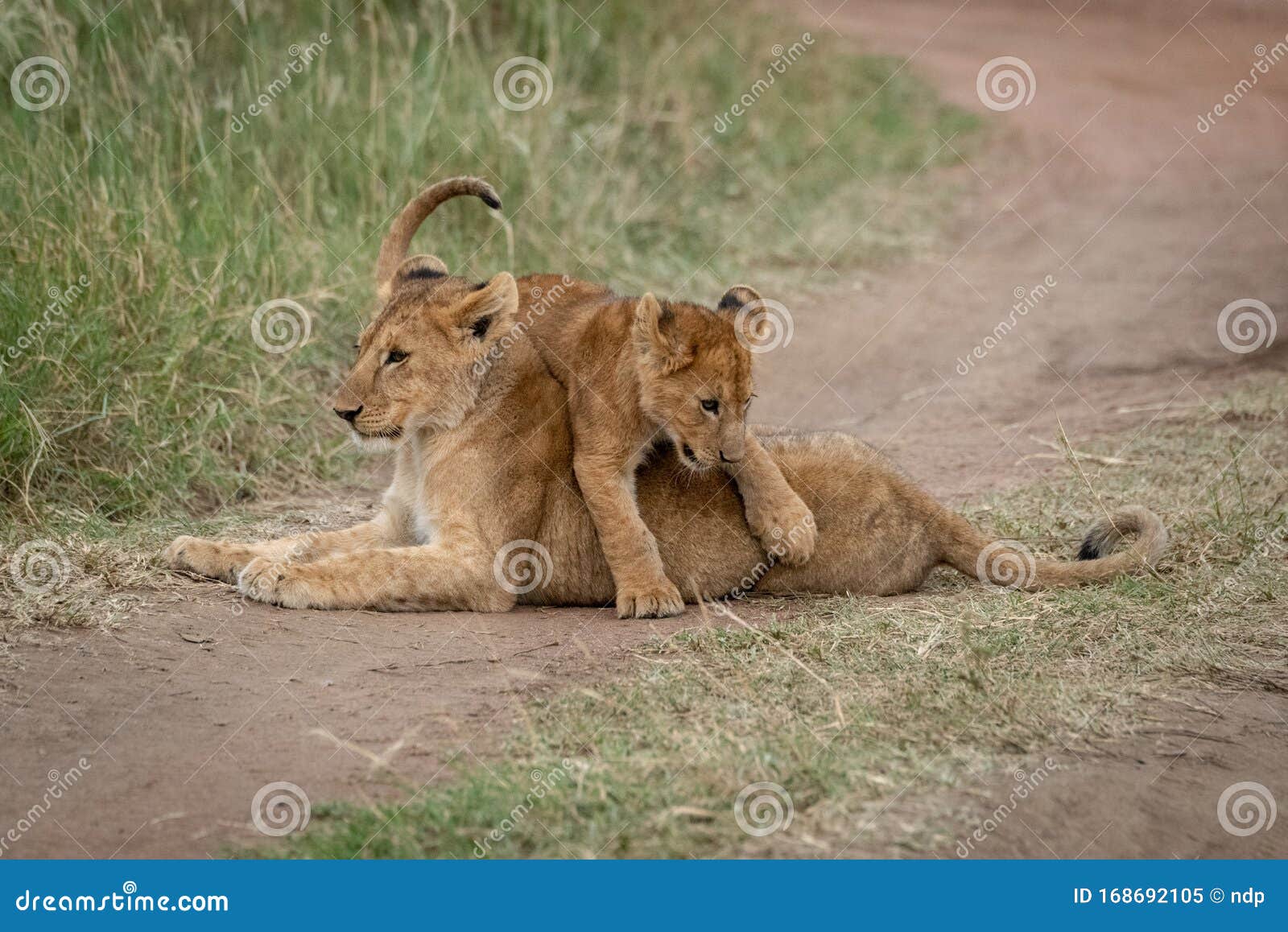 Lion Cub Steps Over Another on Track Stock Image - Image of savannah ...