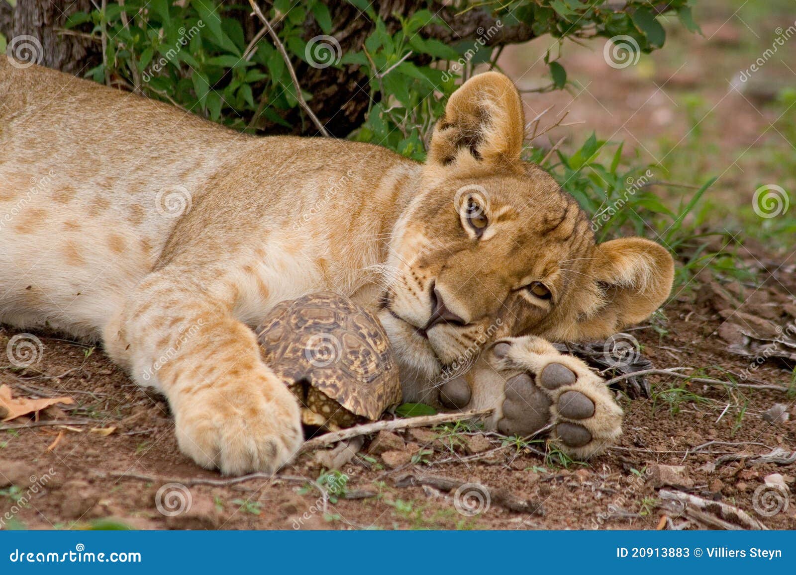 Lion cub and tortoise stock image. Image of safari, resting - 20913883