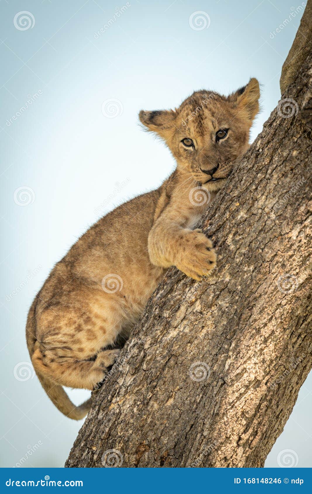 Lion Cub on Tree Trunk Looking Down Stock Photo - Image of african ...
