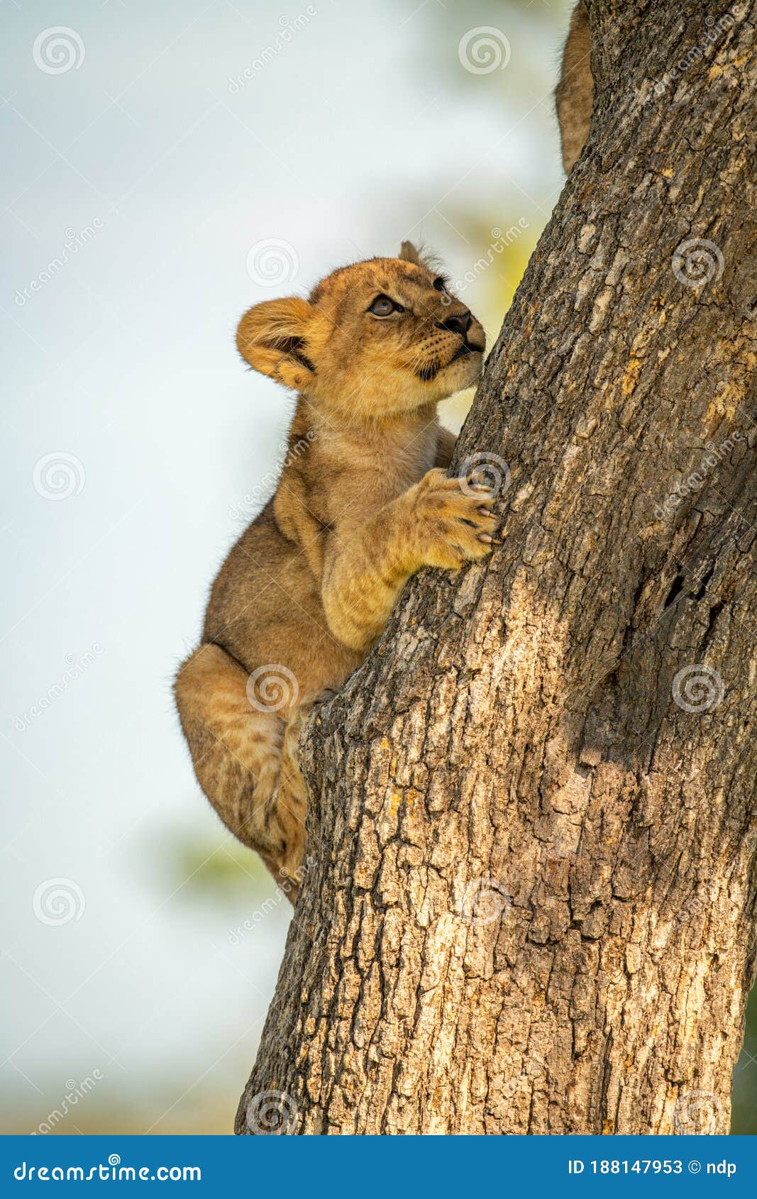 Lion Cub on Tree Trunk Looking Up Stock Image - Image of tanzania ...