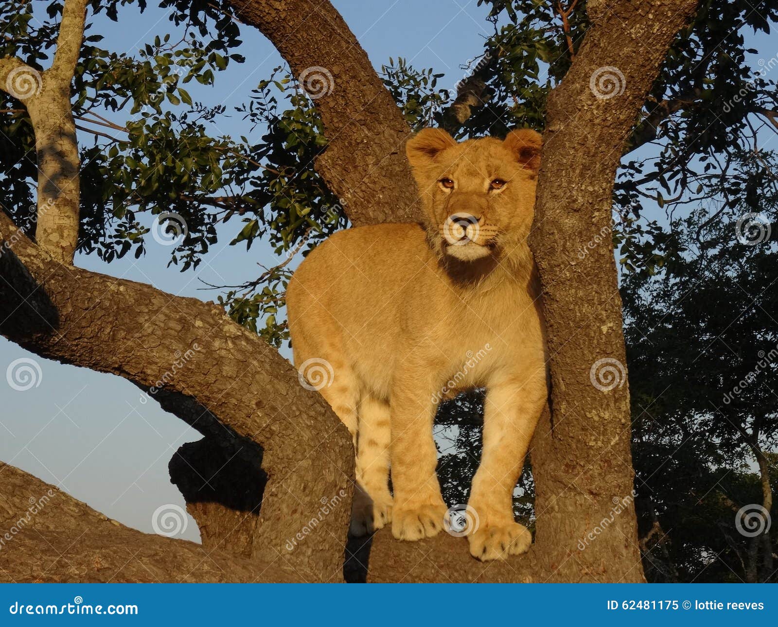 Lion cub in a tree stock image. Image of lion, zimbabwe - 62481175