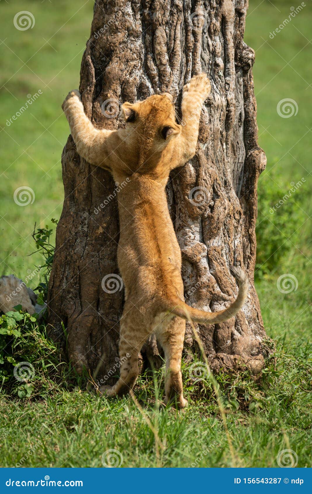 Lion Cub Tries To Climb Tree Trunk Stock Image - Image of branch ...